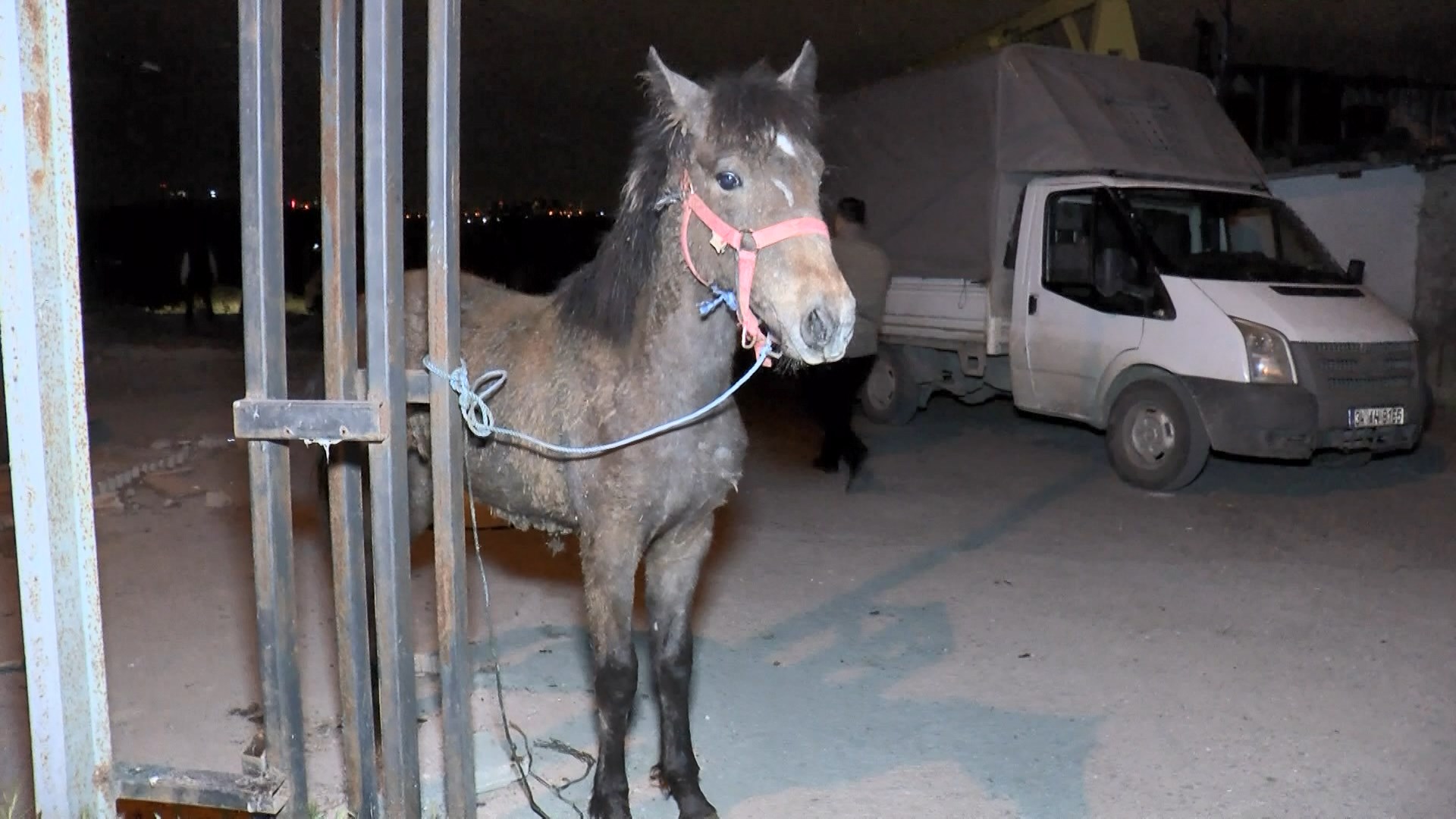 İstanbul'da at eti baskını